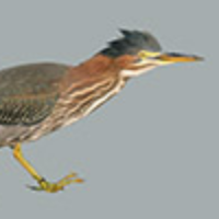 DAVID H MATHEWS · GitLab